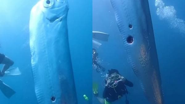 Viral Munculnya Ikan Raksasa Langka Oarfish, Benarkan Pertanda Bencana ...