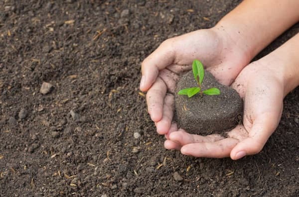 11 Contoh Angiospermae Lengkap Penjelasan dan Jenisnya | News+ on RCTI+